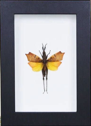Leaf Mimic Grasshopper In A Frame Jurassic Jungle