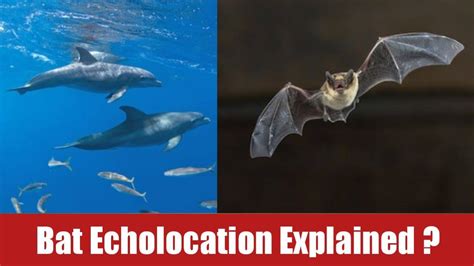 What Is Bat Echolocation Magic Of Sound Waves Echolocation Is