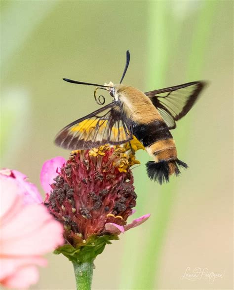 Snowberry Clearwing Moth