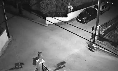 ΑΓ Θεόδωροι Εισβολή μεγάλης αγέλης Αγριογούρουνων σε κατοικημένη περιοχή ΒΙΝΤΕΟ Makeleio Gr