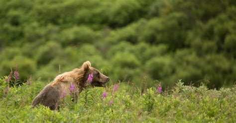 Dead Brown Bear Cub Shows How Avian Influenza Is Lingering In Alaskas