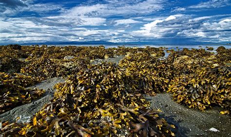 Pew Essa Closing Seaweed Farming Knowledge Gap