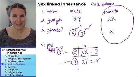 Chromosomes 4 Sex Linked Patterns Youtube