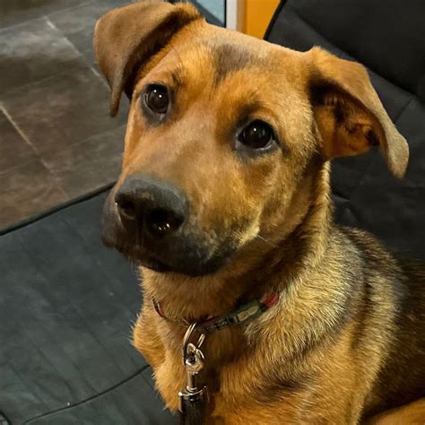 Can Kennel Cough Kill A Dog