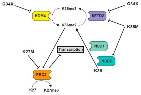 Cancers Free Full Text Histone H3 Mutations An Updated View Of