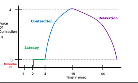 Wave Summation In Muscles