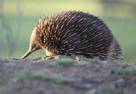 Rediscovery Of Attenboroughs Long Beaked Echidna Happy Eco News