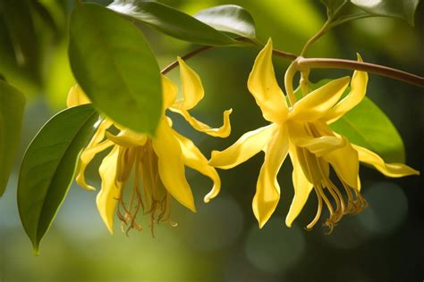 Ylang Ylang Flower Meaning Symbolism And Spiritual Significance Foliage Friend Learn About