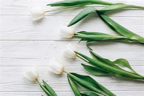 텍스트 위한 공간 흰색 소박한 나무 바탕에 아름 다운 흰색 튤립 세련 된 봄 플랫 하다 안녕하세요 봄 개념입니다 인사말