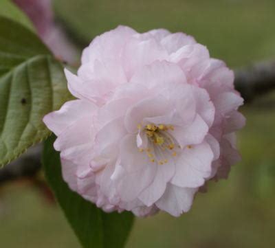 跡見群芳譜 桜花譜 サトザクラ オオムラザクラ