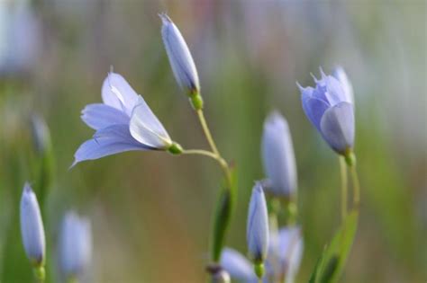 Sisyrinchium Angustifolium Blue Eyed Grass From Kind Earth Growers