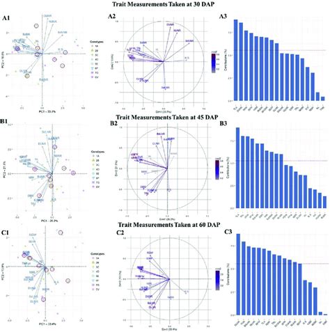 genotype by trait pca biplot showing trait vectors and location of the