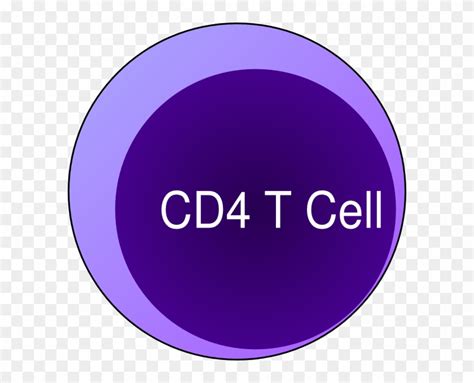 Cd4 T Cell Clip Art Yahoo Circle Logo Full Size Png Clipart Images Download
