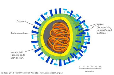 Micro Intro To Bacteria Archaea Fungi Algae Viruses Flashcards Quizlet
