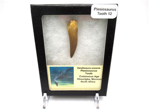 Plesiosaurus Tooth 12 Fossils For Sale