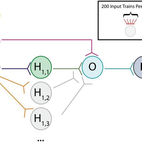 Cartoon Of Network Schematic For Augmented Disynaptic Feedforward