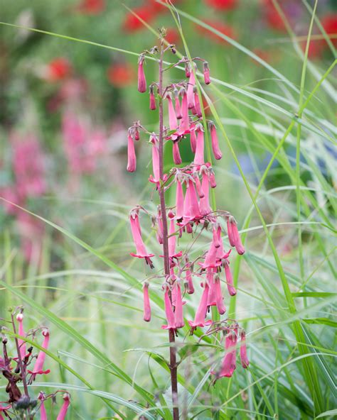 Phygelius Candy Drops Deep Rose Cape Figwort — Buy Online At Farmer