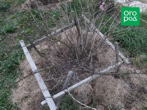 Як обрізати агрус восени докладний майстер клас з фото Моє домашнє натхнення