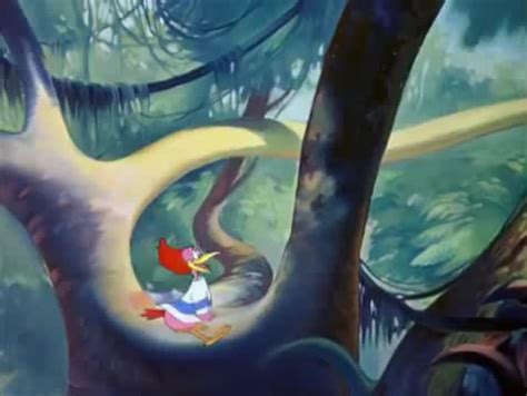 Aracuan Birds Crazy Song Coub