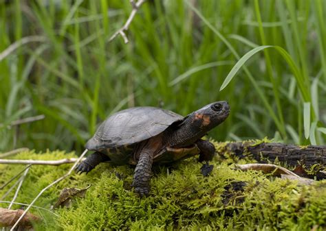 What Is Threatening The Bog Turtle