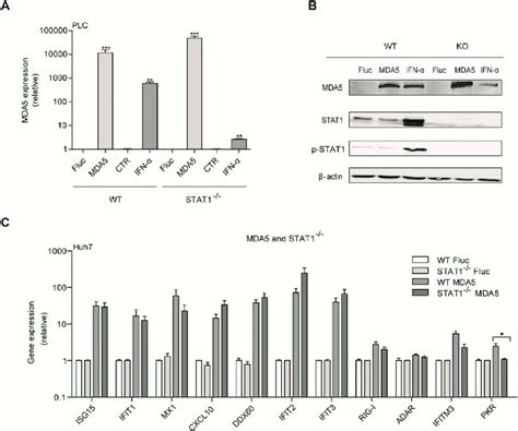 Mda5 Induced Isg Transcription Was Not Affected In Stat1 Knockout
