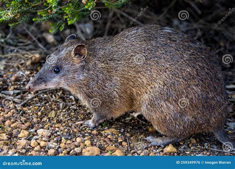 Quenda The Enigmatic Australian Marsupial Gossip Updates
