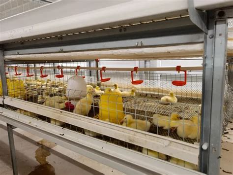 Automatic Efficiently H Type Chicken Battery Layer Cage Poultry Farm
