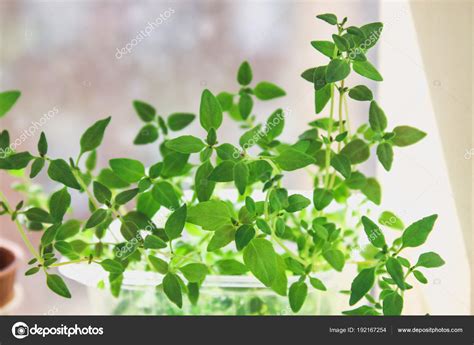 Plant Thyme Growing In A Pot On The Window In The Apartment Stock