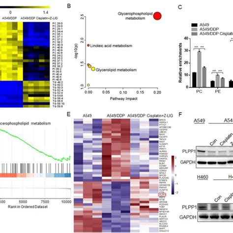Z Ligustilide Cisplatin Reduced Phospholipids Contents And Upregulated