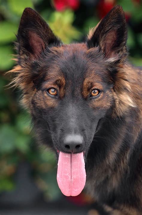 Westside German Shepherd Rescue Of Los Angeles