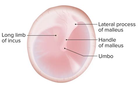 O Do Anatom A Concise Medical Knowledge