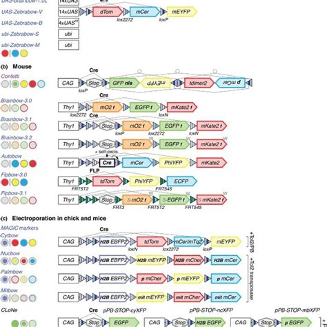 Principles Of Mouse Brainbow Blueprints A Brainbow 1 Strategy