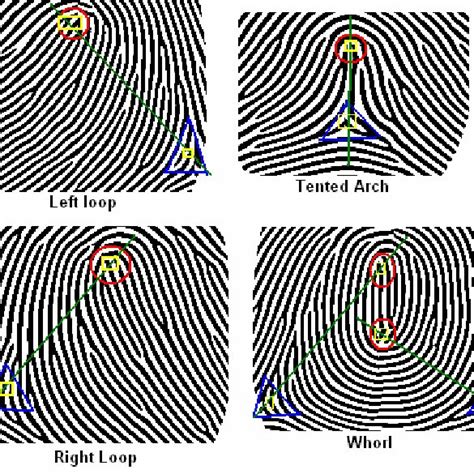 Minutiae Ridge Endings And Ridge Bifurcations Download Scientific