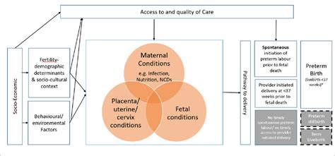 Conceptual Framework For Covariate Selection Note Adapted From Download Scientific Diagram