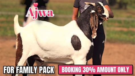 AJWA GOAT FARM WHOLESALE DHAMAKA QUALITY SPEAK BY IT SELF MOLIPUR