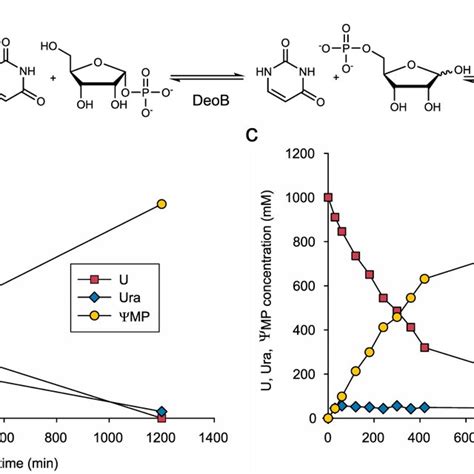 Three Enzyme Cascade Synthesis Of Ψmp A Scheme Of The Enzymatic Cascade