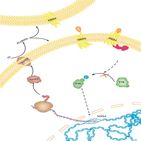 Drd4 Dopamine D4 Receptor Mitigate Abdominal Aortic Aneurysm Via