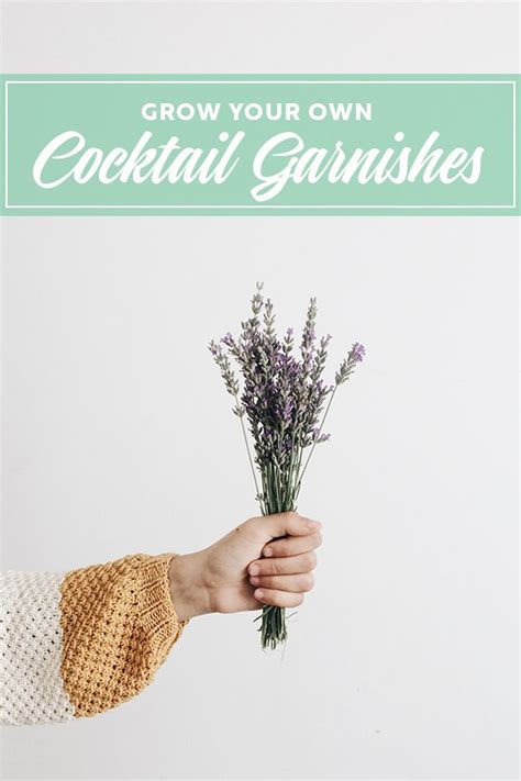 Grow Your Own Cocktail Garnishes 7 Pretty Plants You Can Cultivate At