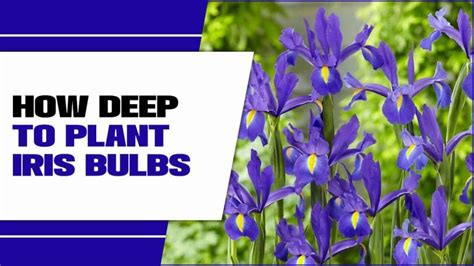 How Deep To Plant Iris Bulbs Dig Deeper Success