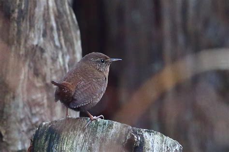 ミソサザイ 2019 03 06 日本の野鳥識別図鑑