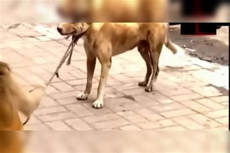 猴子和狗打架 输了不服欲拿棍棒再战 主人不让 怒怼主人主人棍棒猴子