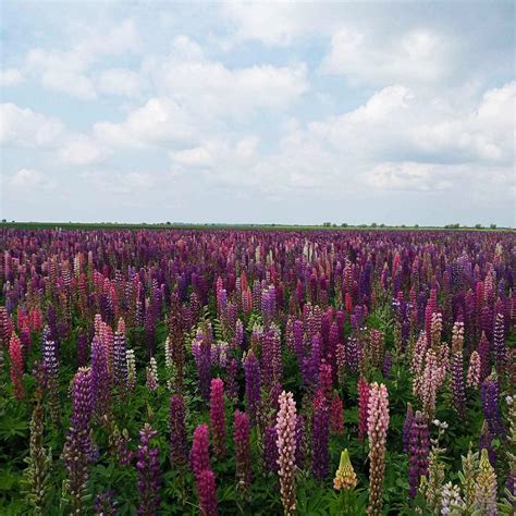 Да ли сте знали да се лупинус гаји и у Србији а ево и како Удружење новинара за пољопривреду