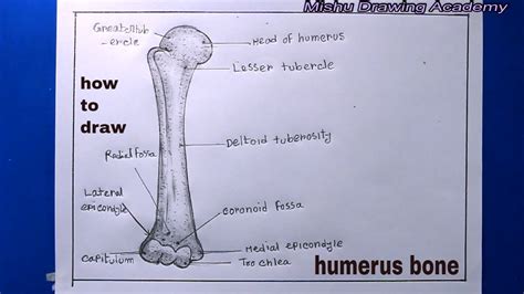 Labeled Humerus Bone Search