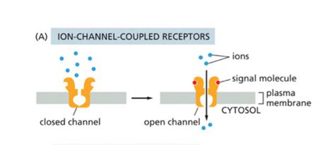 Lecture 22 Cell Signalling Ii Flashcards Quizlet