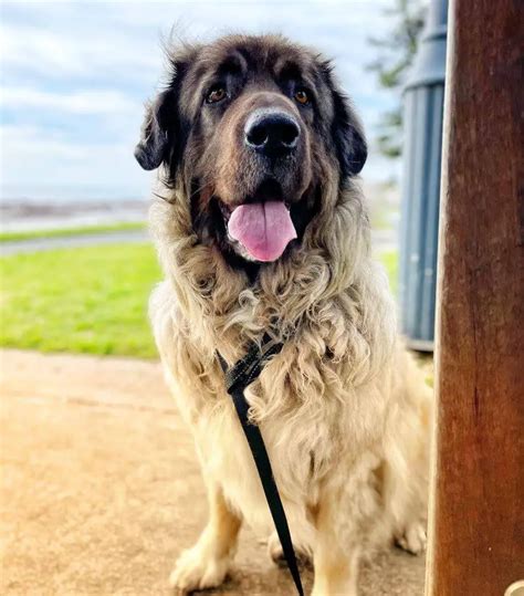 Thyroid Disease In Dogs Causes Symptoms Diagnosis And Treatment