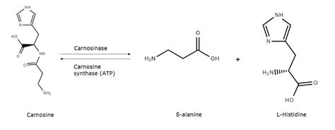 β Alanine In Cell Culture