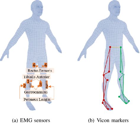 Figure 1 From Emg Based Abnormal Gait Detection And Recognition Semantic Scholar