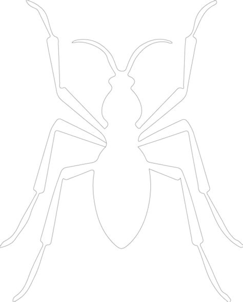 Premium Vector Assassin Bug Outline With Transparent Background