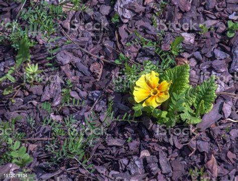 앵초 꽃 또는 Primula Vulgaris 봄 Primroses 꽃 Primula Polyanthus 봄 숲에 흰