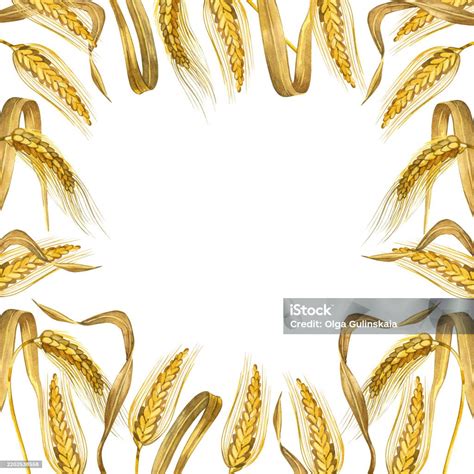 밀 귀와 노란 밀 잎의 사각형 프레임 모든 개체는 수채화로 손으로 그려지며 흰색 배경에 격리되어 있습니다 식품 포장 직물에 인쇄하기에 적합 건강한 식생활에 대한 스톡 벡터